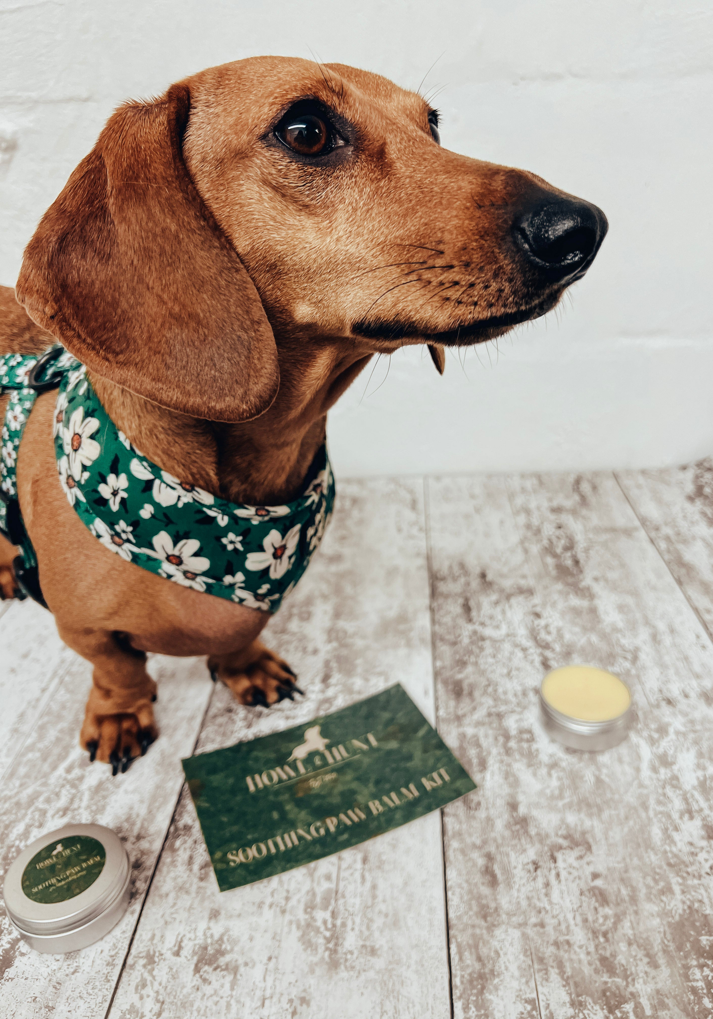 Pet Care Kits – The Craft Connoisseurs
