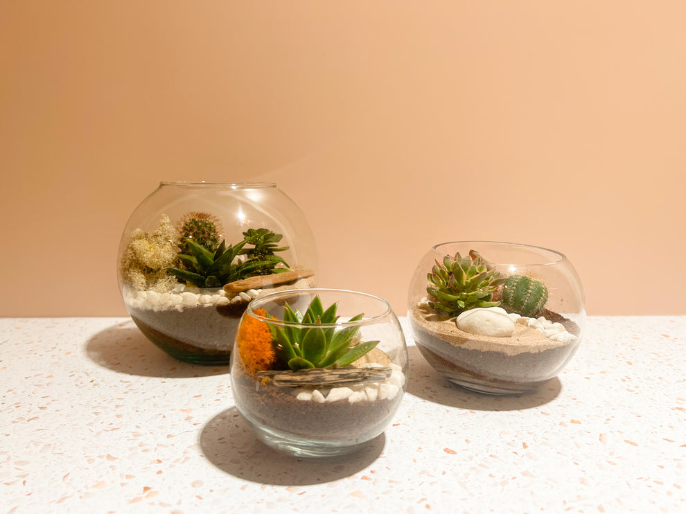 The Custom Terrarium Kit - Build Your Own Open Terrarium – The Craft ...